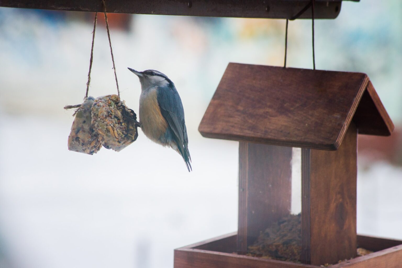 Bird Suet - No Lard - latebloomerinbakerville