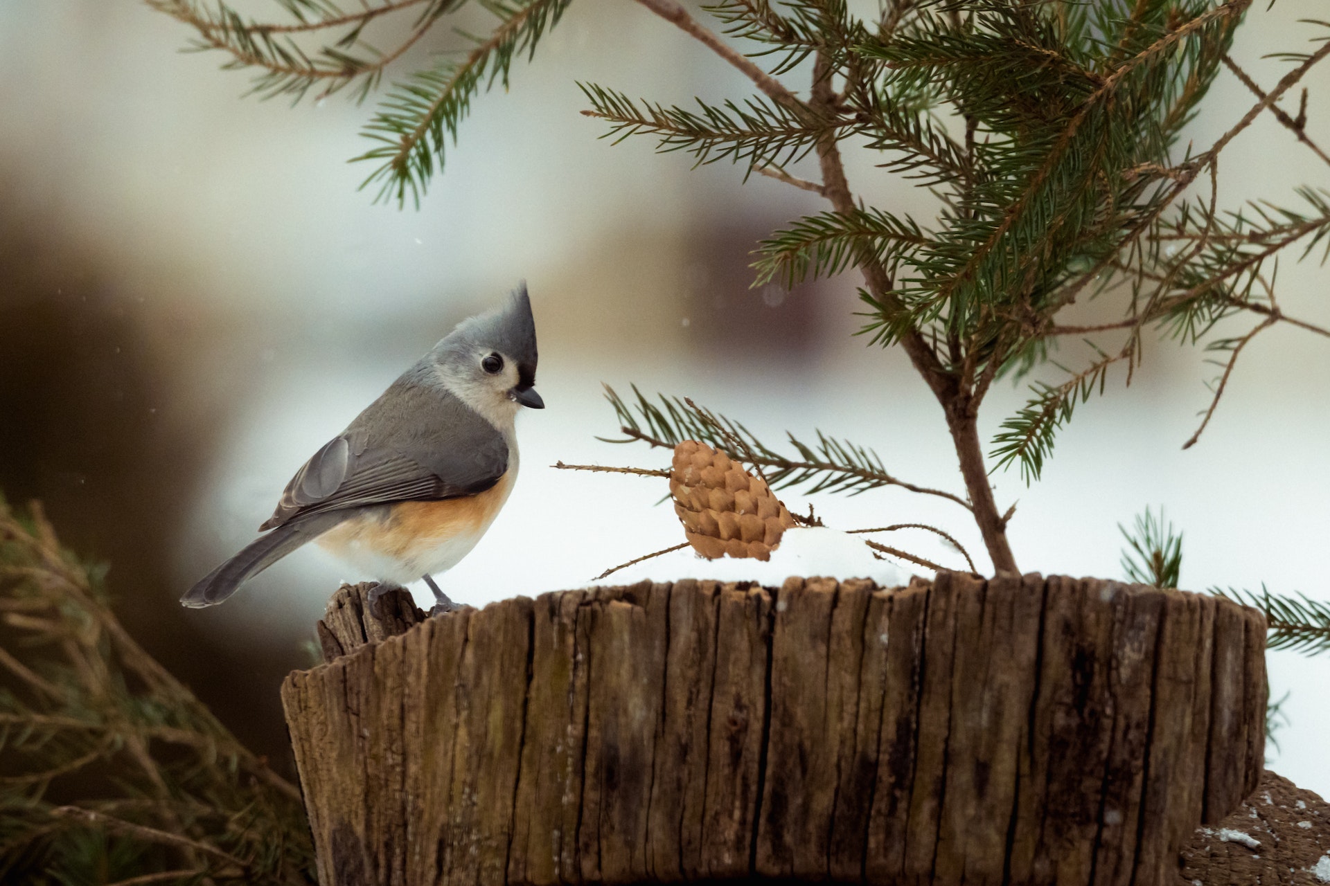 Bird Suet - No Lard - latebloomerinbakerville