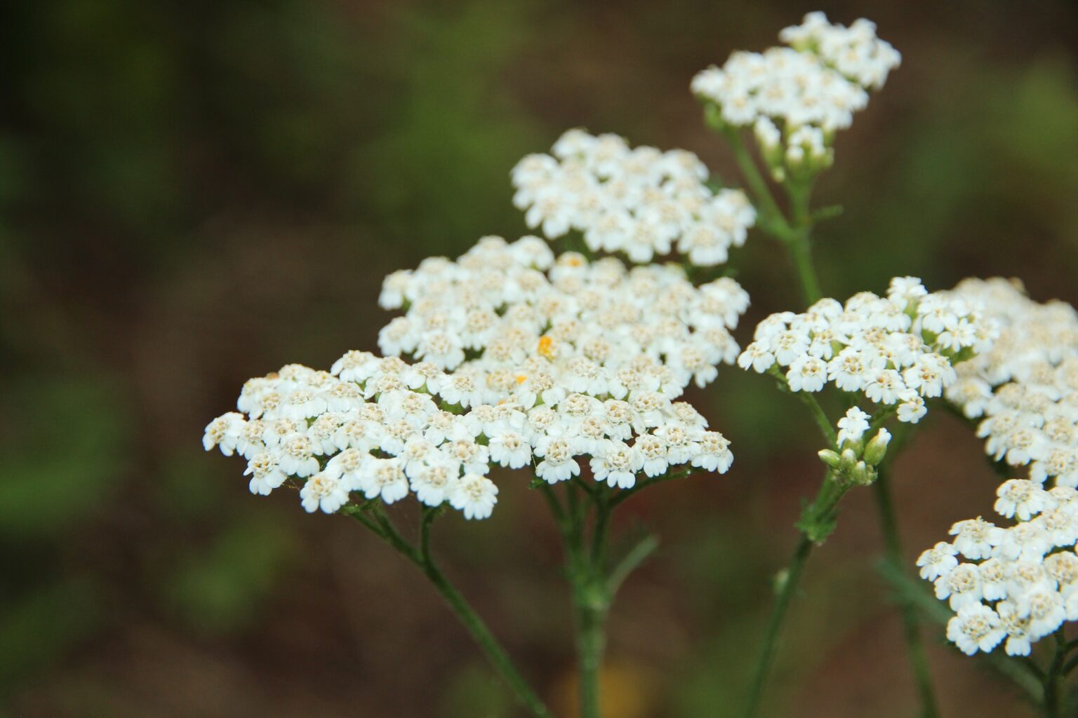 Benefits of Growing Common Yarrow - latebloomerinbakerville