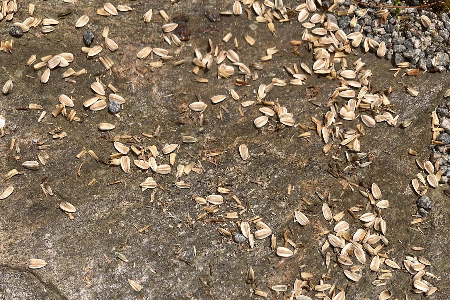 Saving Sunflower Seeds - latebloomerinbakerville