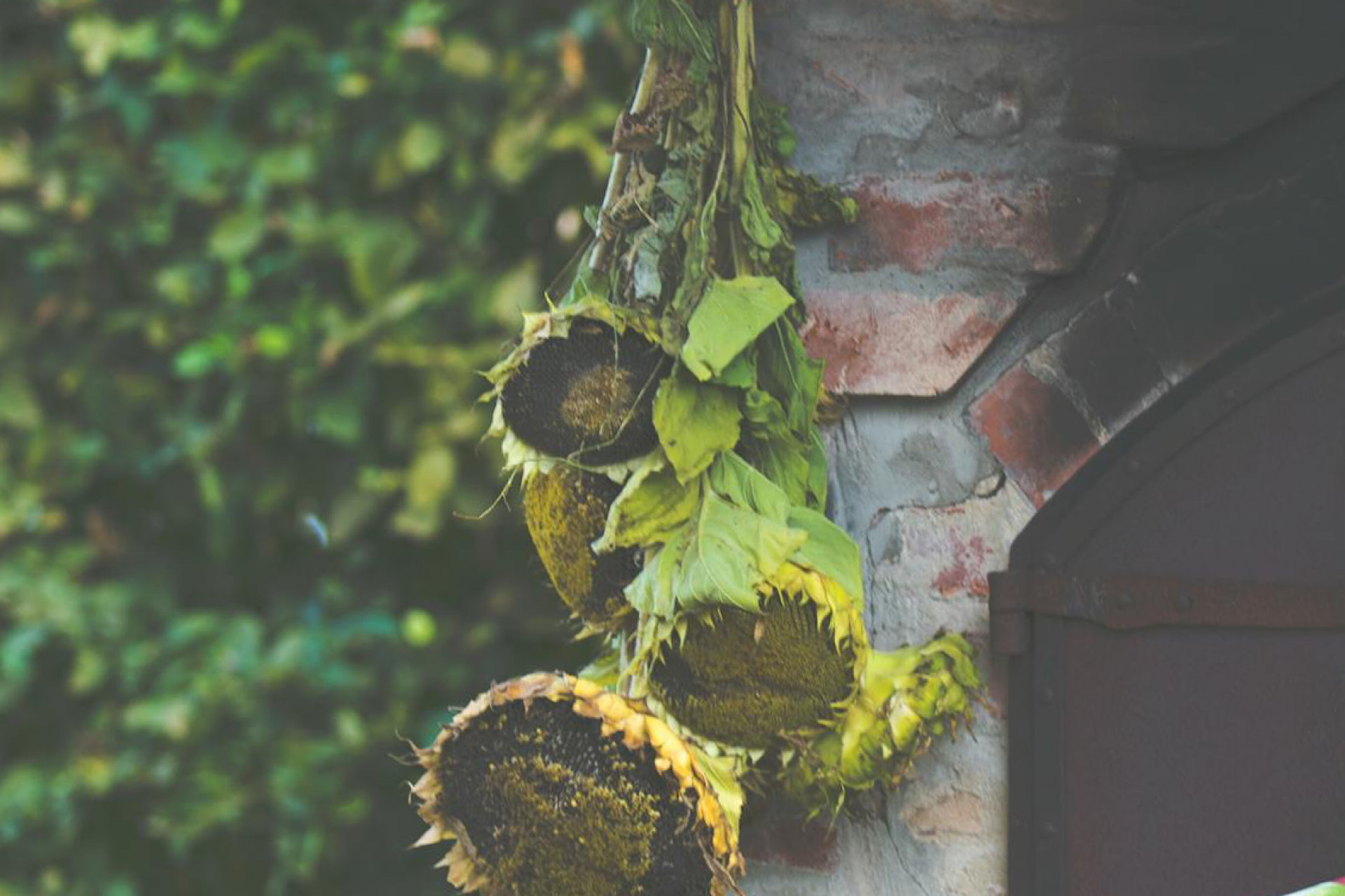 Saving Sunflower Seeds - latebloomerinbakerville