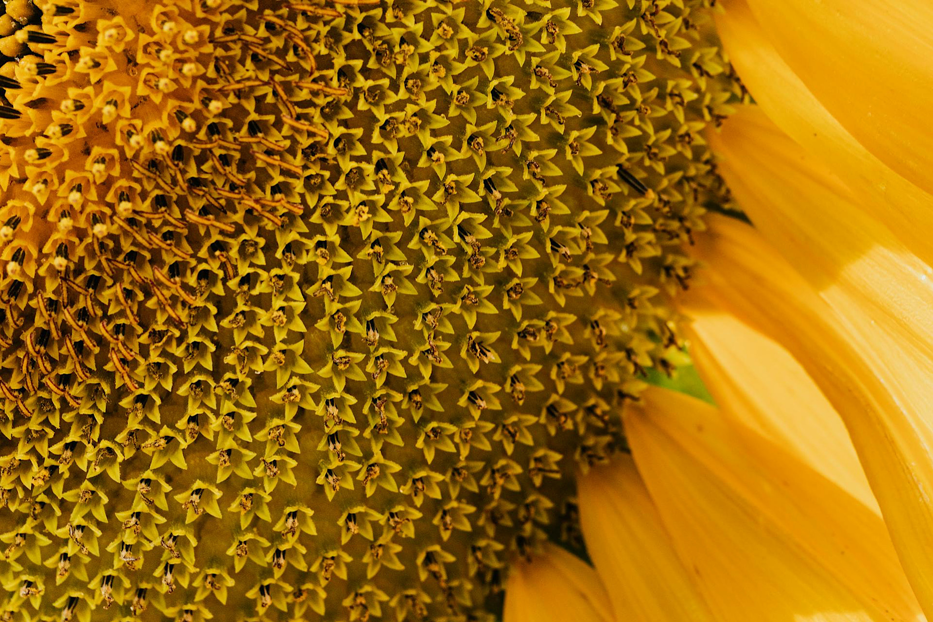 Saving Sunflower Seeds - latebloomerinbakerville