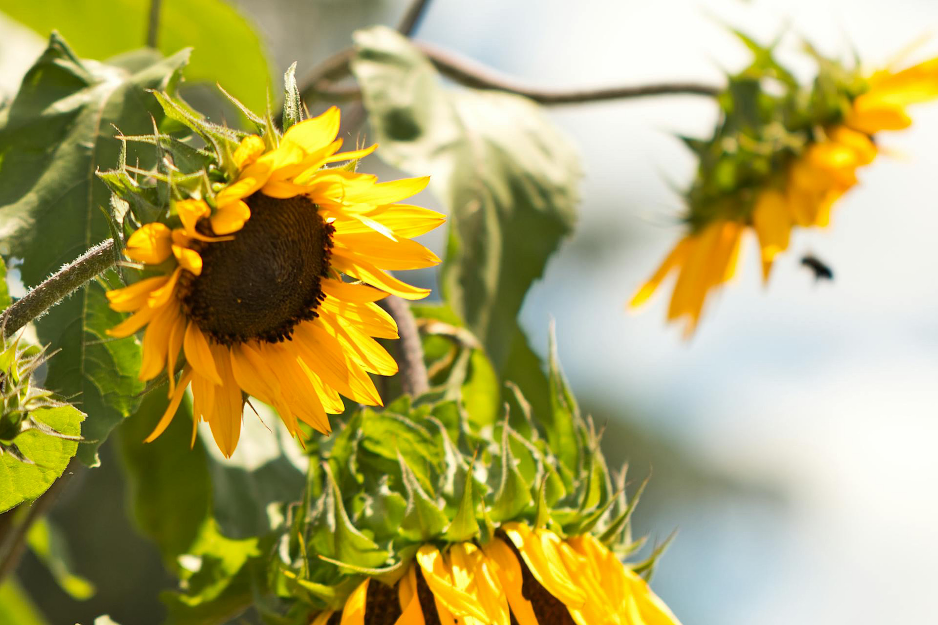 Saving Sunflower Seeds - latebloomerinbakerville