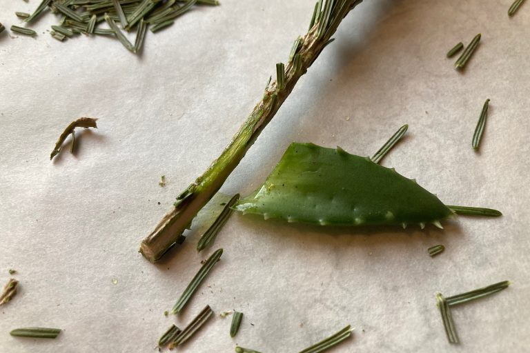 Rooting Christmas Tree Cuttings: A Holiday Gardening Experiment ...