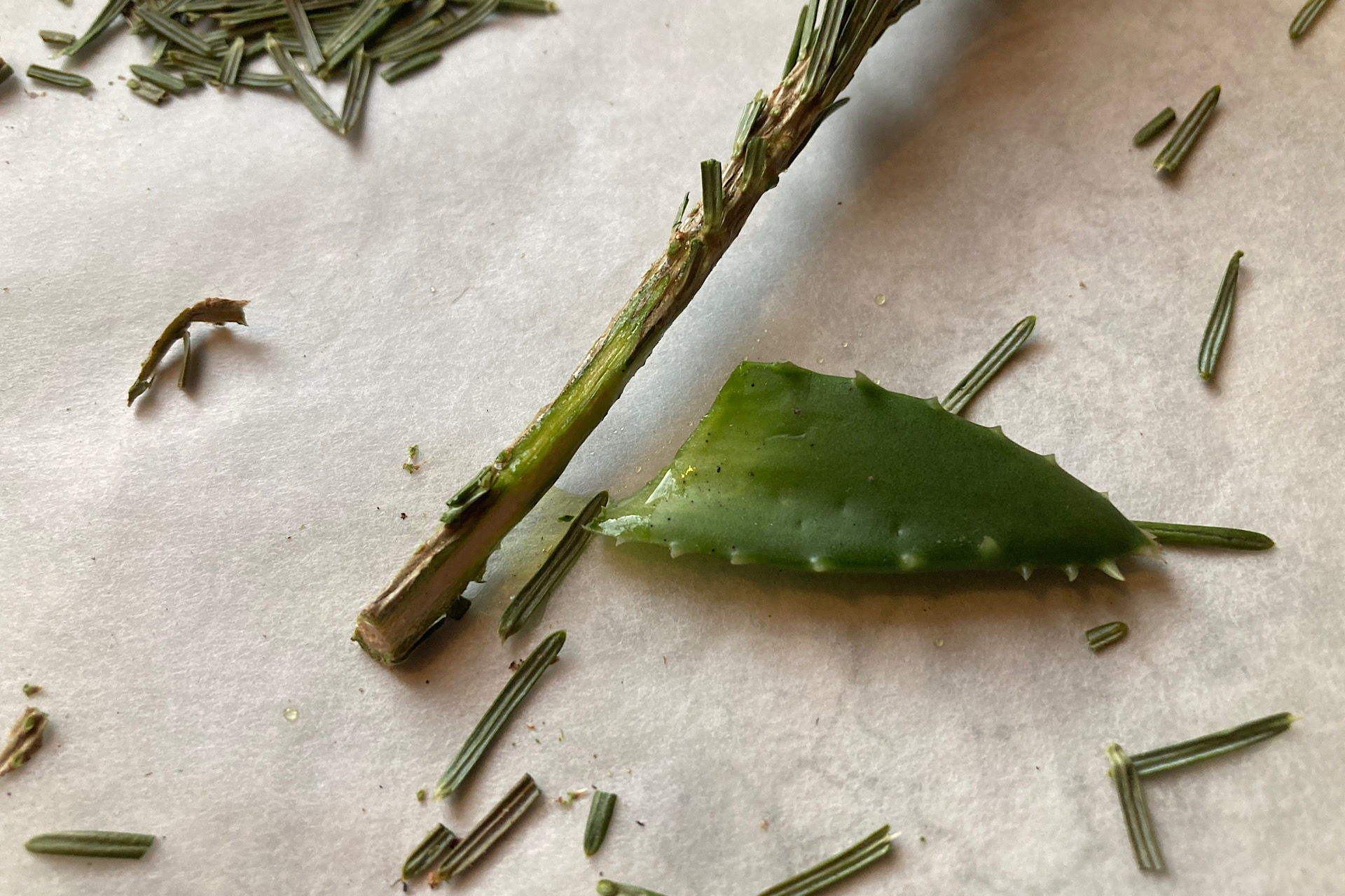 Rooting Christmas Tree Cuttings: A Holiday Gardening Experiment ...