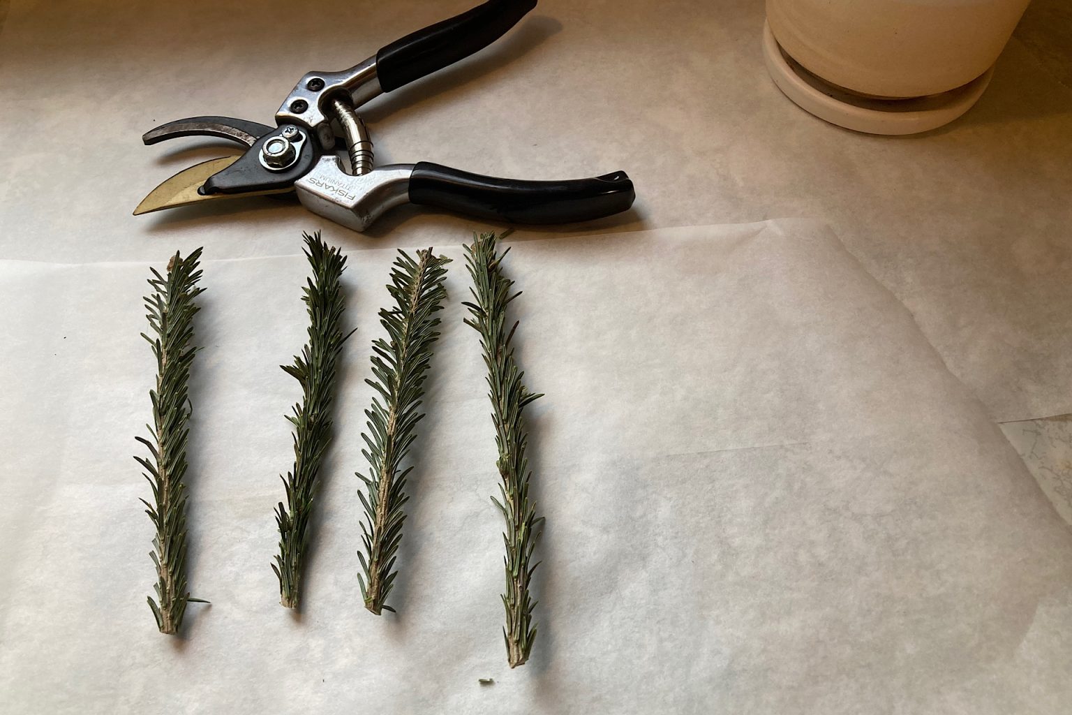 Rooting Christmas Tree Cuttings: A Holiday Gardening Experiment ...