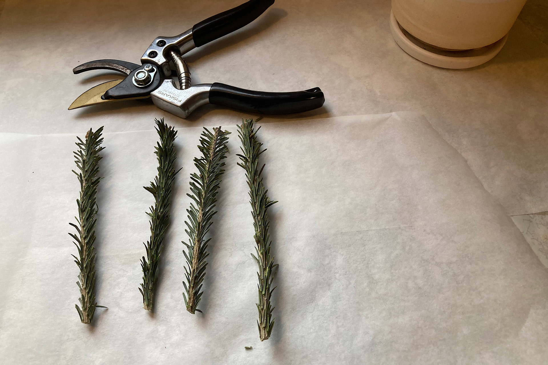 Rooting Christmas Tree Cuttings: A Holiday Gardening Experiment ...