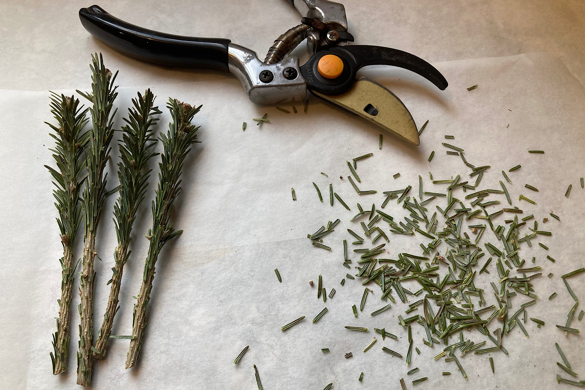 Rooting Christmas Tree Cuttings: A Holiday Gardening Experiment ...