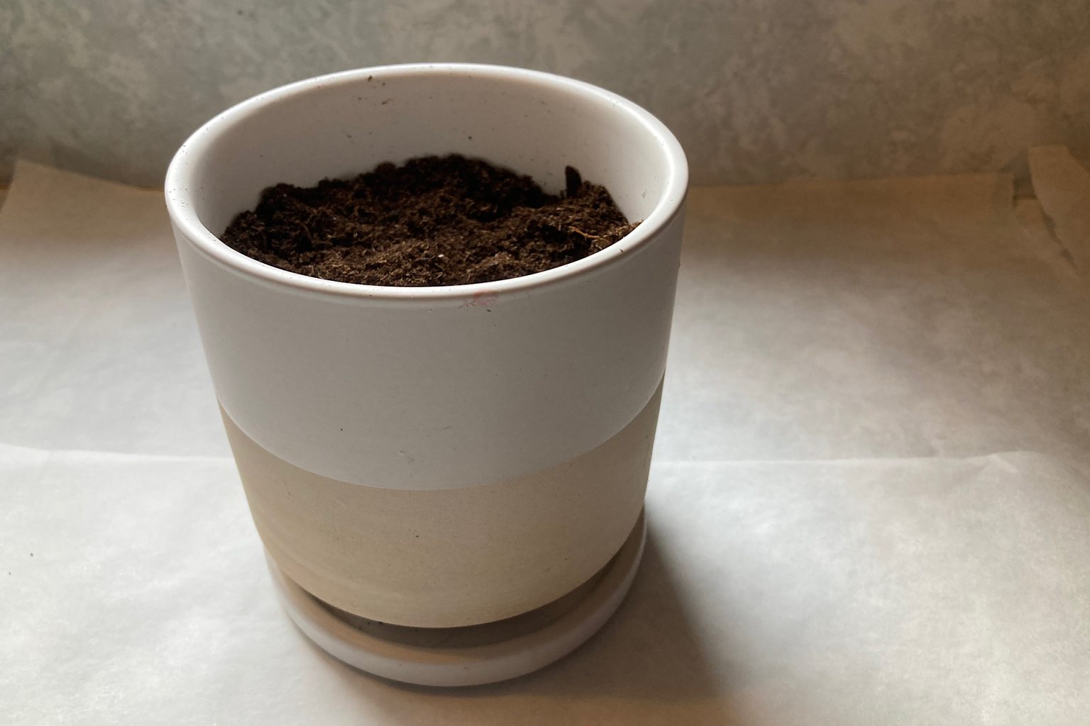 Rooting Christmas Tree Cuttings: A Holiday Gardening Experiment ...
