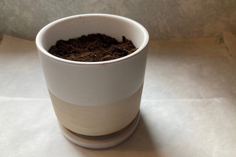 Rooting Christmas Tree Cuttings: A Holiday Gardening Experiment ...