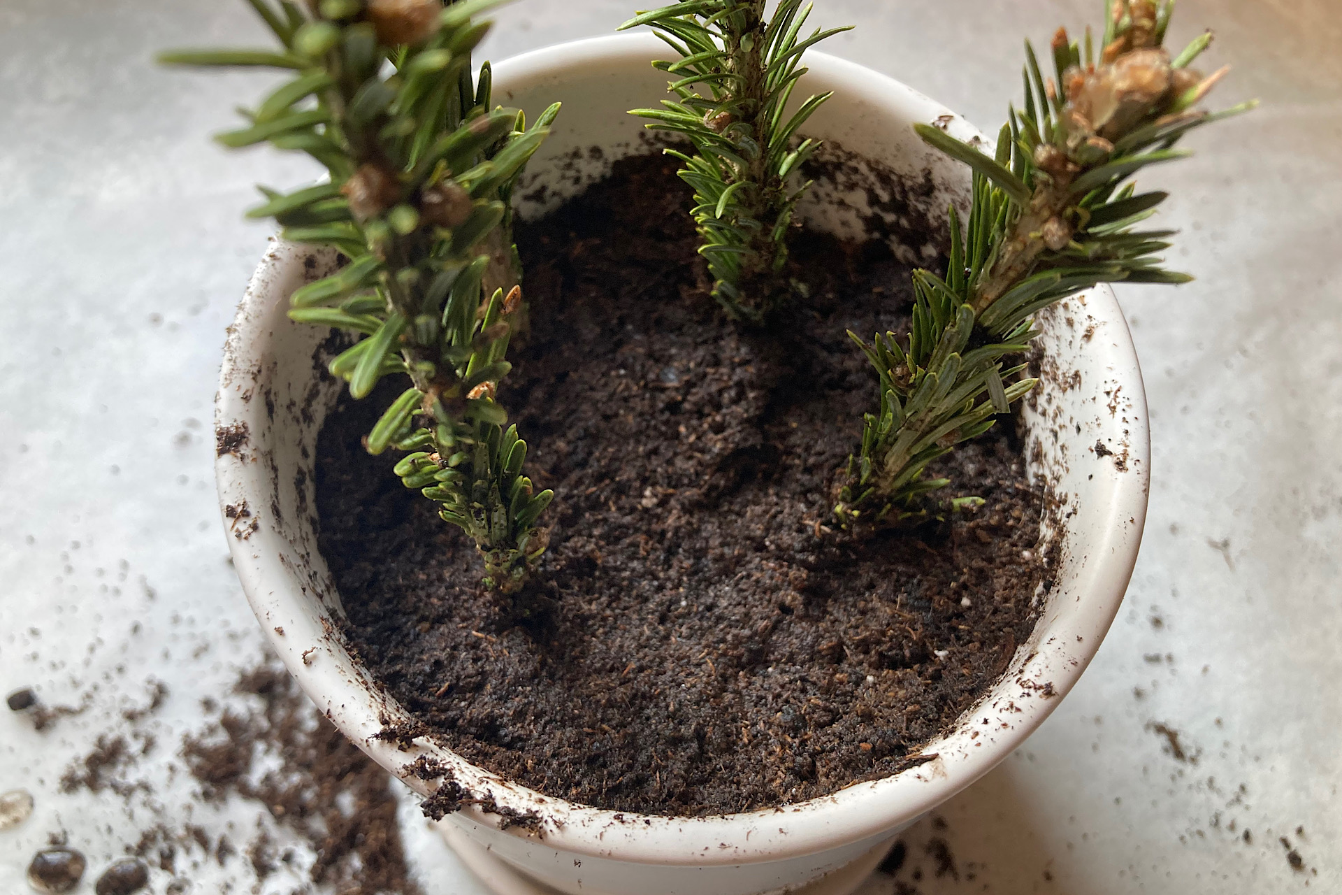 Rooting Christmas Tree Cuttings: A Holiday Gardening Experiment ...