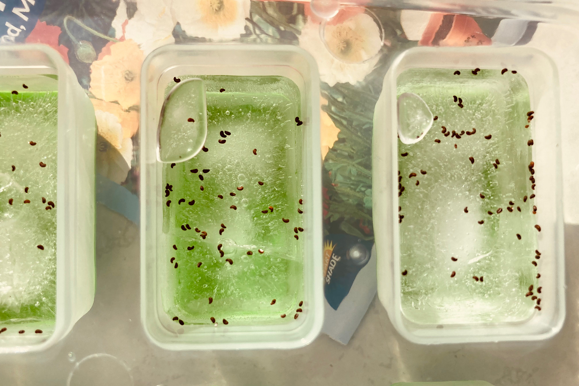 Cold Stratifying Icelandic Poppy Seeds: Prep for Beautiful Blooms ...